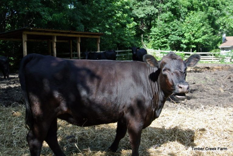 Calving Signs - Being Ready to Assist - Countryside